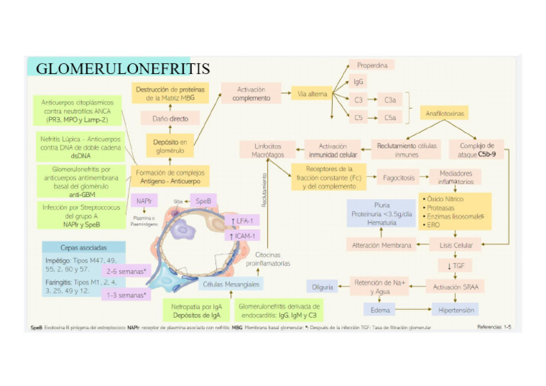 Glomerulonefritis | PDF