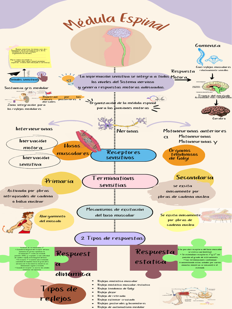 Mapa Mental de la Médula Espinal | PDF | Materia gris | Médula espinal