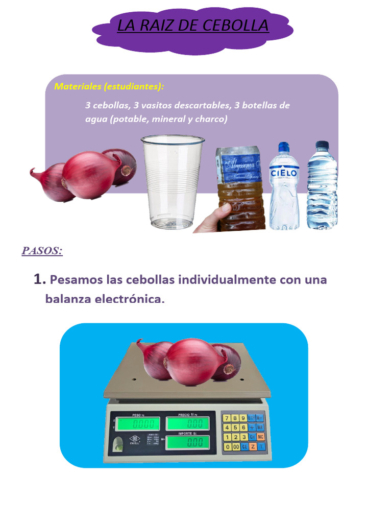 Experimento de Cebollas | PDF
