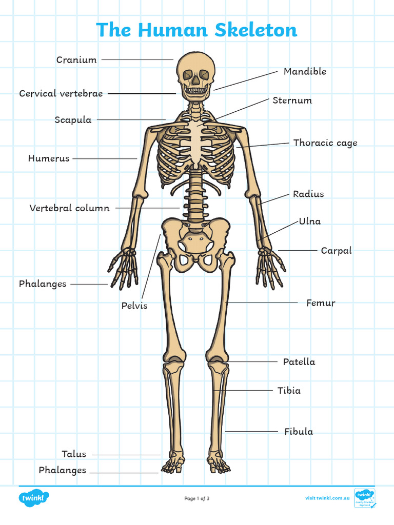 AU T2 S 005A Human Skeleton Labelling Sheets Higher Ability | PDF