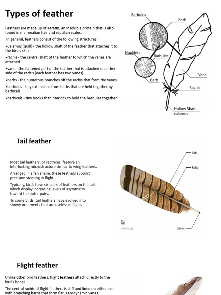 Types of Feather | PDF | Feather | Birds