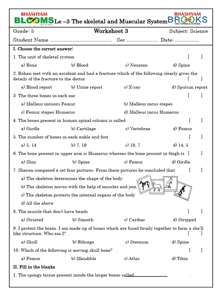 Grade 5 Skeletal & Muscular System Worksheet | PDF | Skeleton | Bone