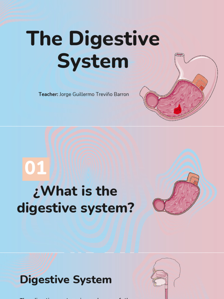 Digestive System | PDF