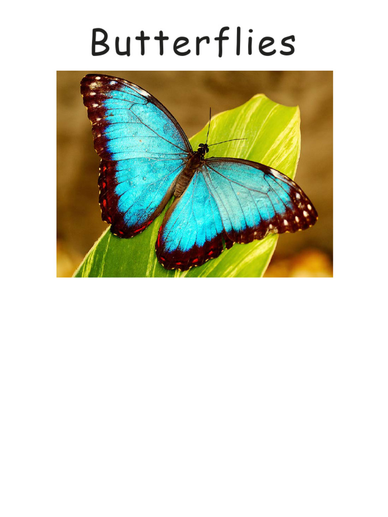 FKB Kids Stories Butterflies | PDF | Butterfly | Creative Commons License