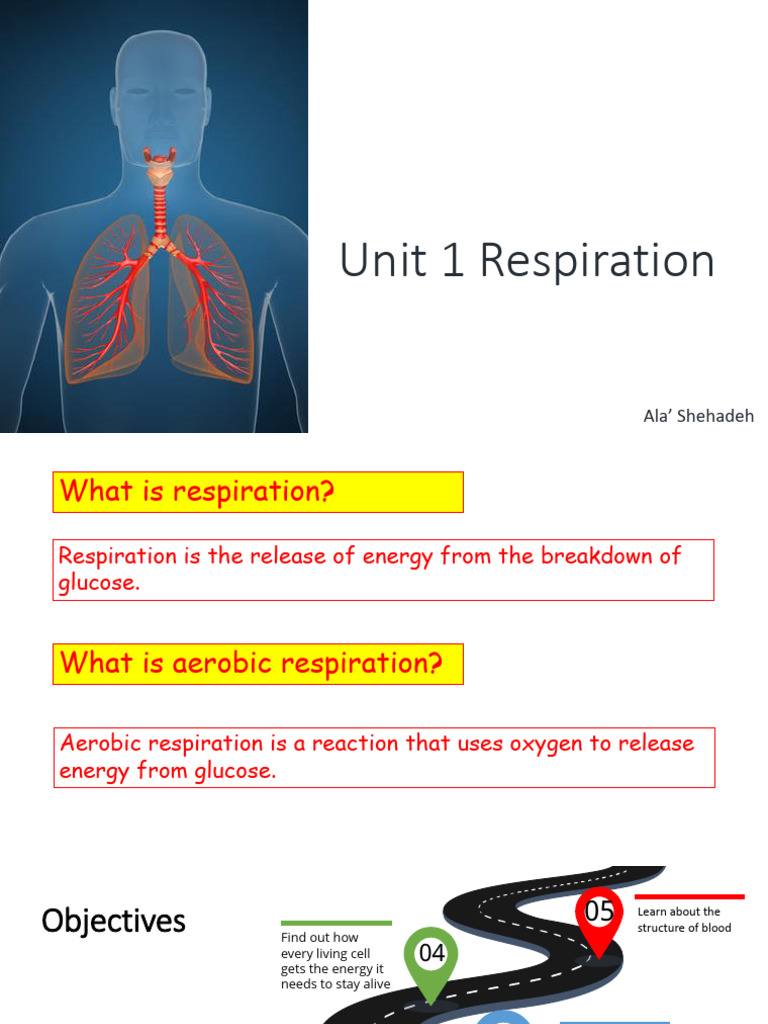 1.1 The Human Respiratory System - 1.2 Gas Exchange - 1.3 Breathing | PDF | Respiratory System ...