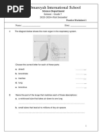 Year 8 Breathing and Respiration | PDF | Respiratory System | Breathing