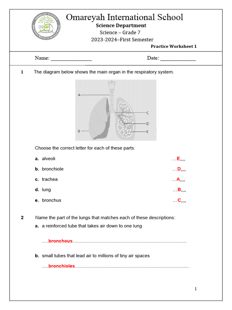 Grade 7 Science Respiratory Worksheet | PDF | Respiratory System | Lung