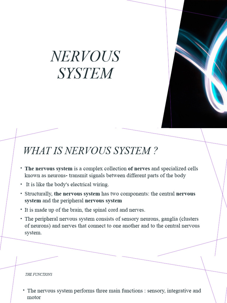 Nervous System Presentation | PDF