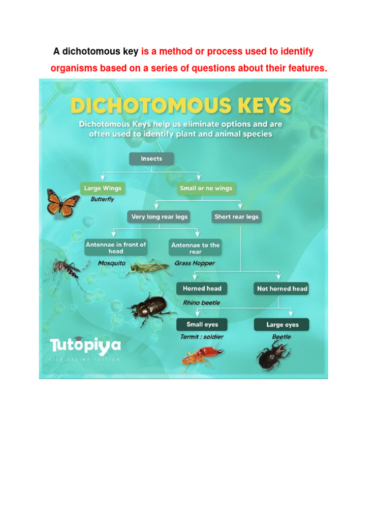 Using a Dichotomous Key for Arthropods | PDF