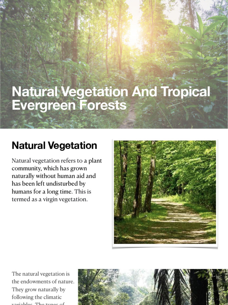 Natural Vegatations & Tropical Evergreen Forests | PDF