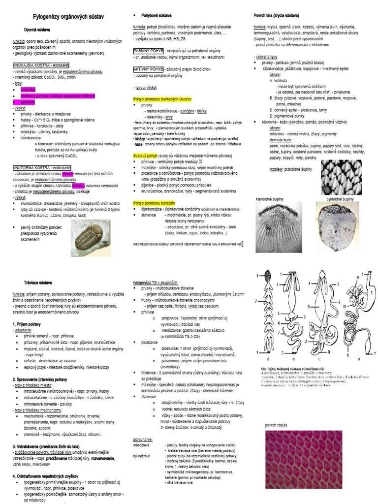 Fylogenézy Orgánových Sústav | PDF