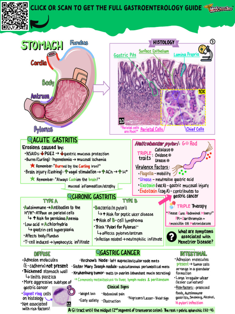 Gastroenterology FREE Preview by MedSchoolBro | PDF