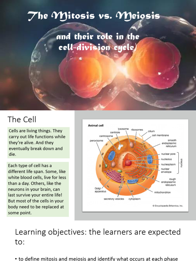 Understanding Mitosis and Meiosis | PDF | Meiosis | Mitosis