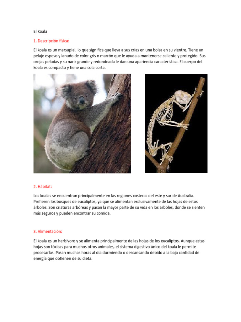 El Koala | PDF