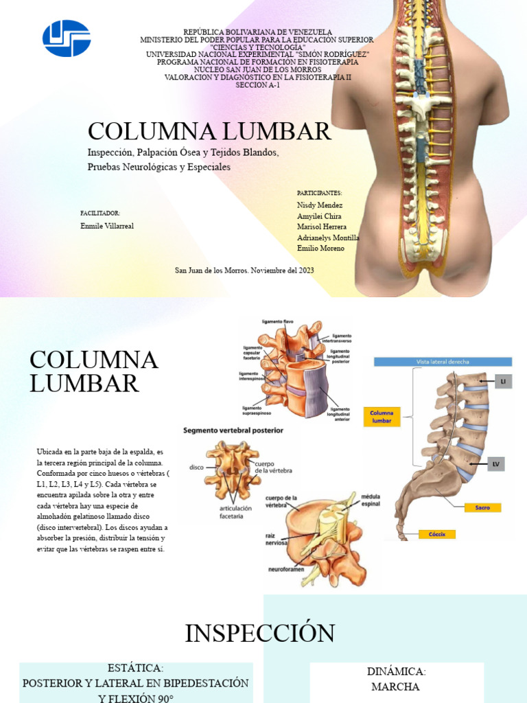 Columna Lumbar Presentación Compatible | PDF | La columna vertebral | Vértebra