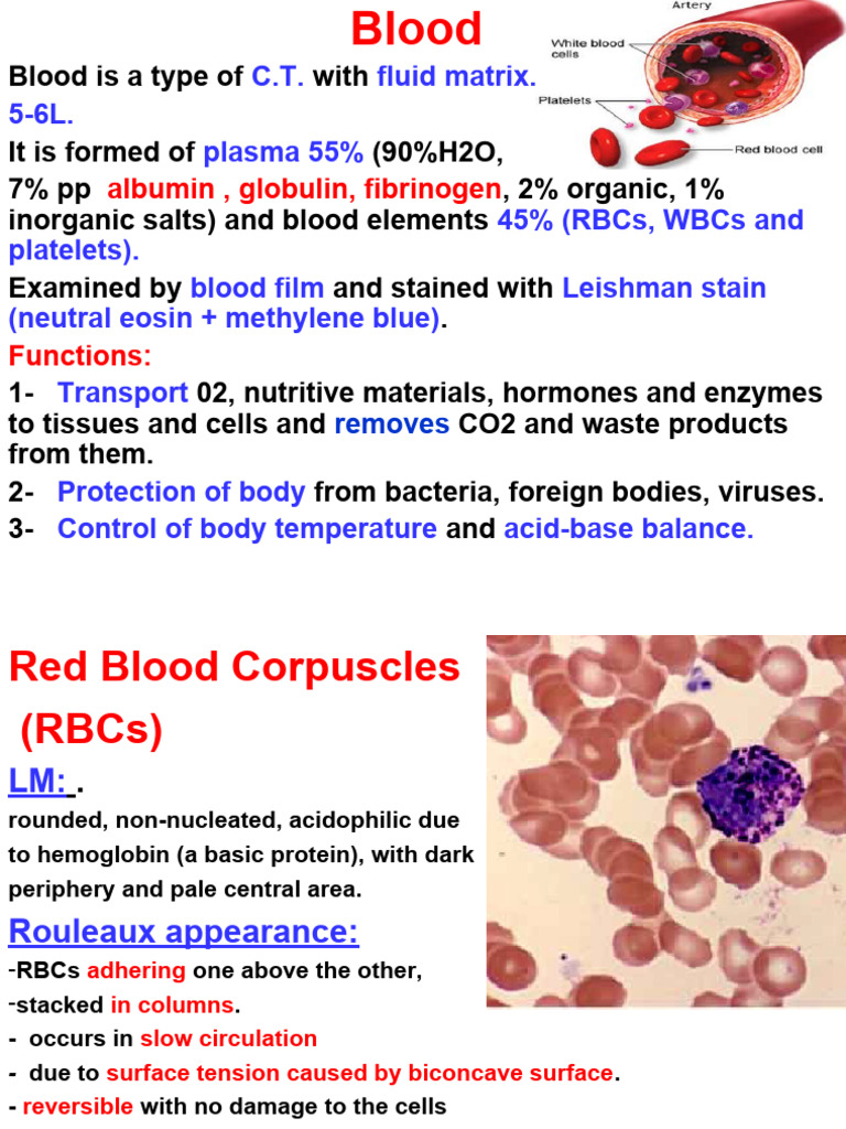 Blood Lecture 2023fall | PDF | Red Blood Cell | White Blood Cell