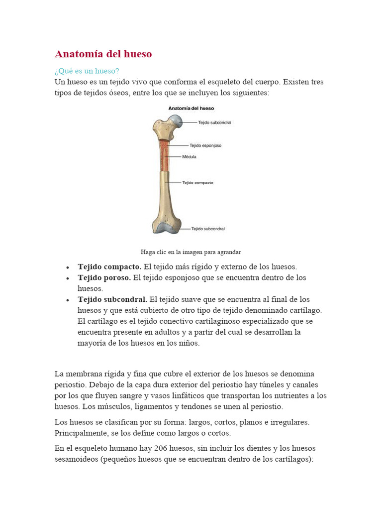 Anatomia Del Hueso Pdf Hueso Esqueleto