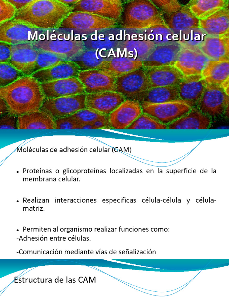 Moleculas de Adhesión Celular | PDF | Proteínas | Biotecnología