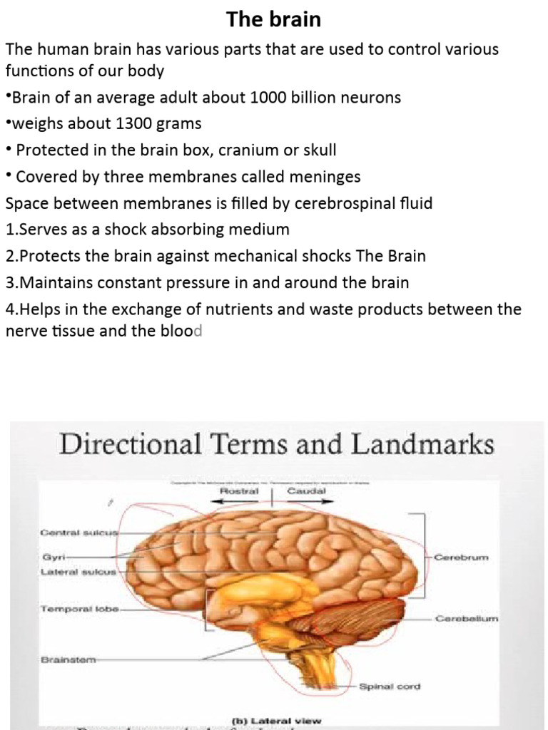 Norml Brain Anatomy | PDF