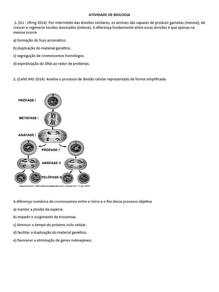 Atividade Divisão Celular | PDF | Mitose | Meiose