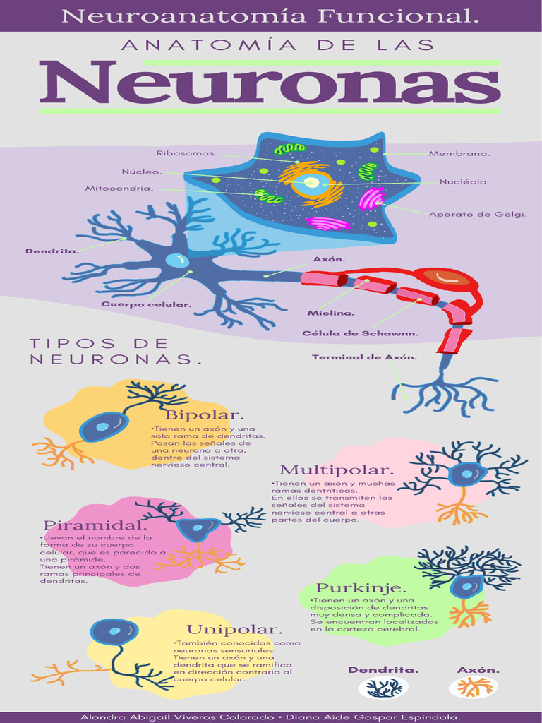 Infografia Neuronas Ilustrado Morado - 20231005 - 165341 - 0000 | PDF ...