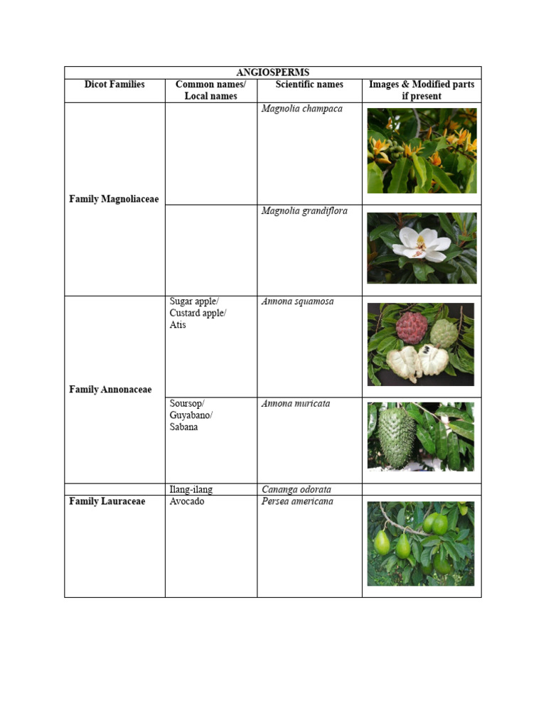 Scientific Names of Angiosperms and Gymnosperms | PDF | Plants | Botany
