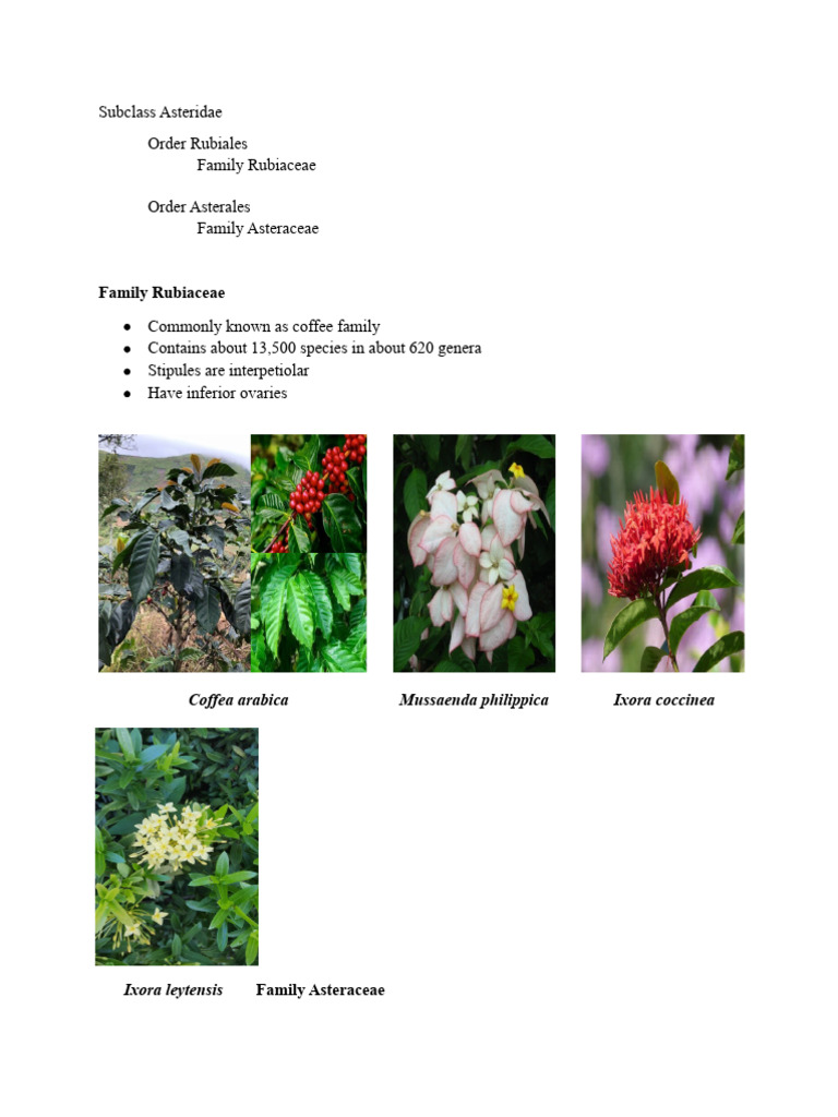 Subclass Asteridae | PDF