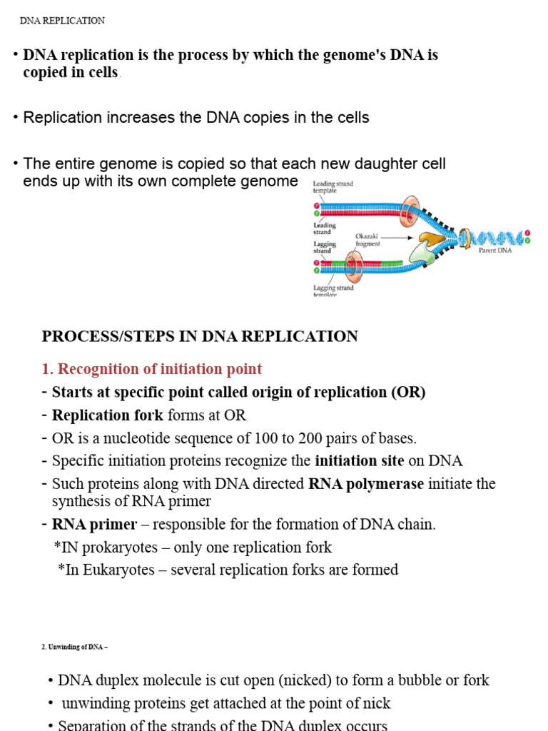 L2 MLB 110 DNA REPLICATION and Protein Synt 1 | PDF | Dna Replication | Primer (Molecular Biology)