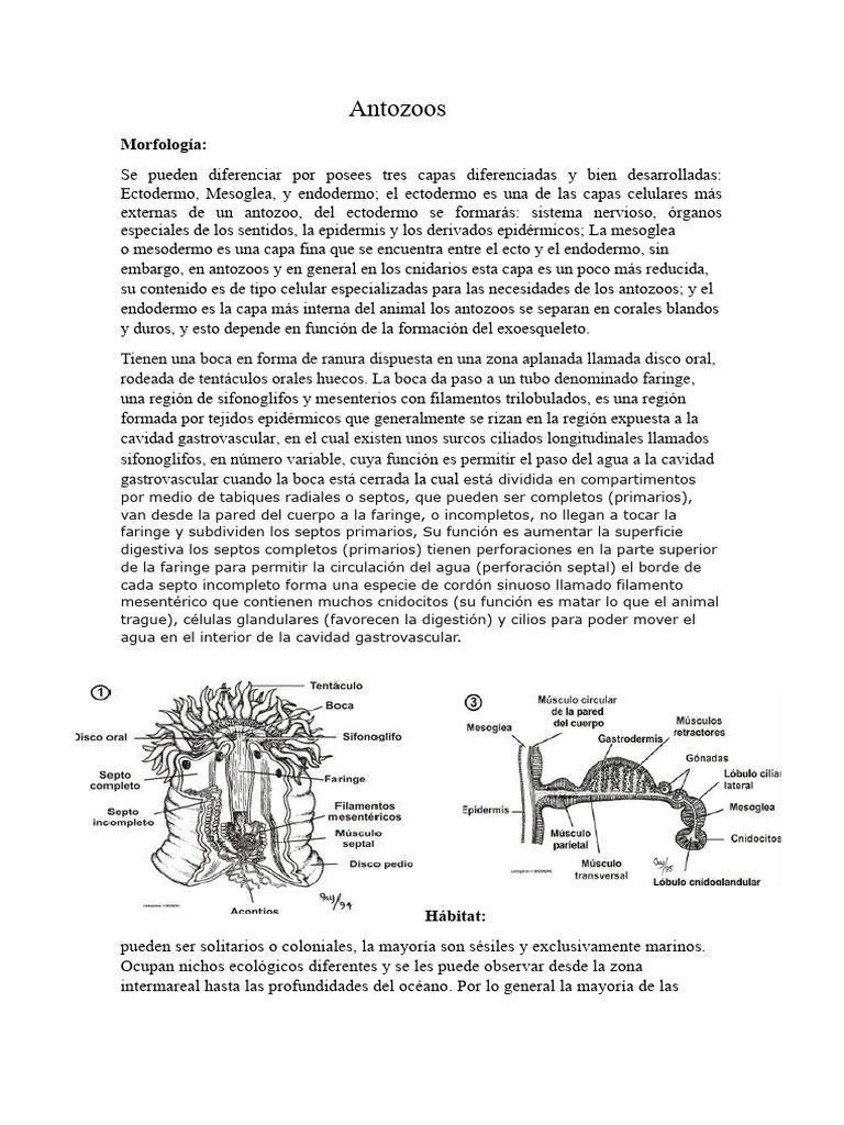 Antozoos | PDF | Zoología | Animales acuáticos