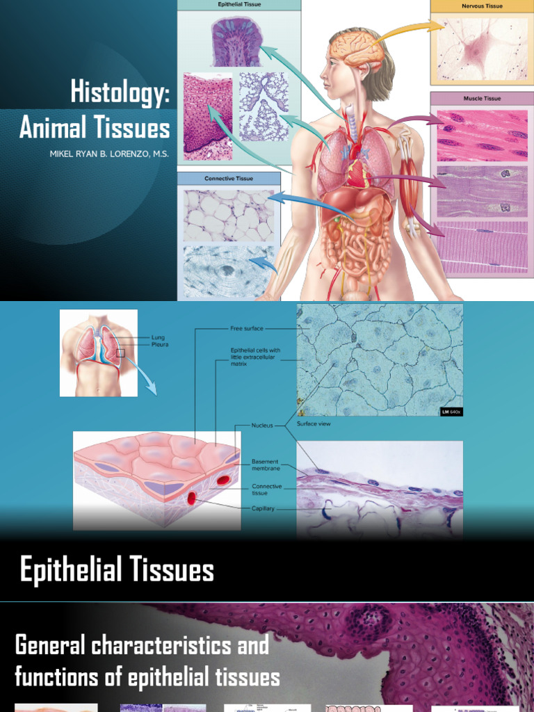 Animal Tissues | PDF | Epithelium | Connective Tissue