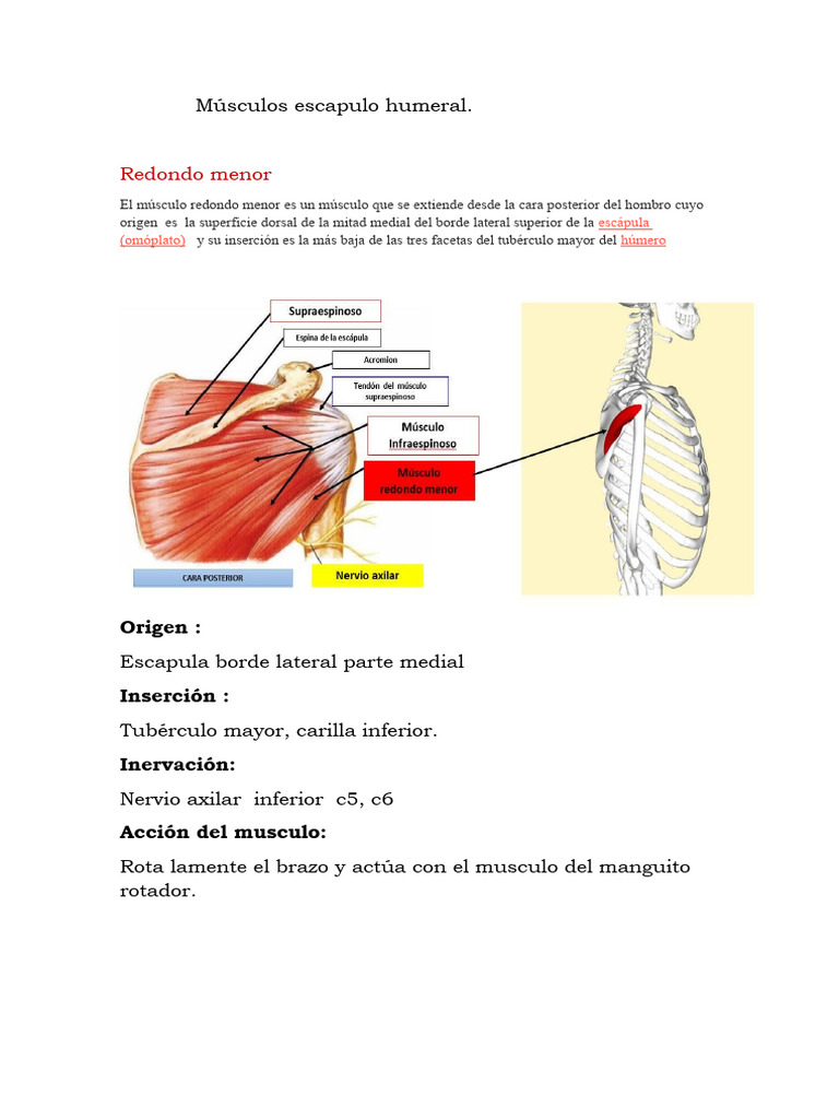 Musculos Humerales | PDF | Hombro | Tejido suave