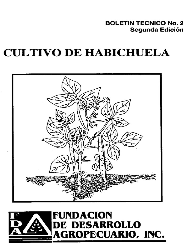 Guía Técnica: Cultivo de Habichuela | PDF | Fertilizante | Siembra