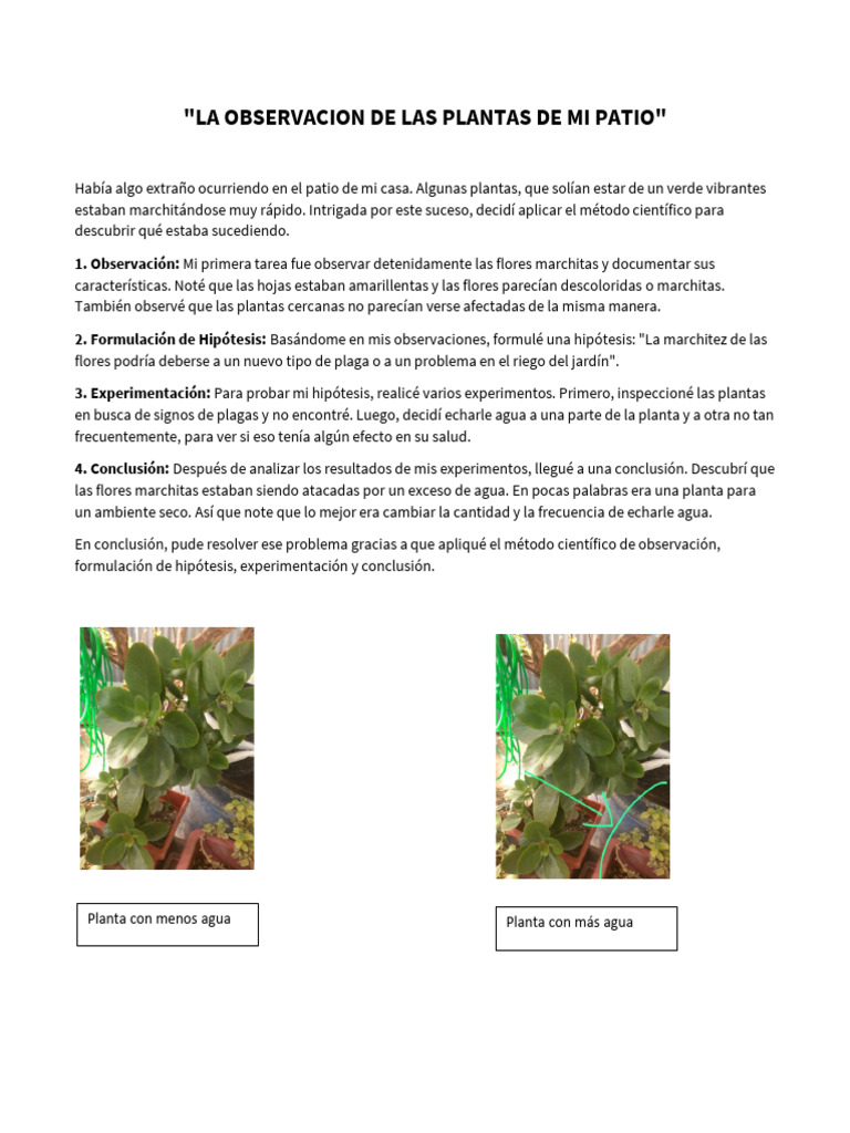 La Observacion de Las Plantas de Mi Patio | PDF
