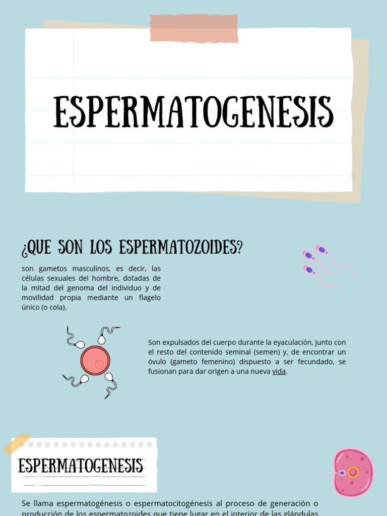 Espermatogenesis | PDF | Anatomia animal | Glándulas