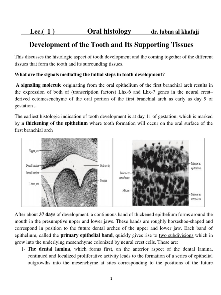 Teeth Development | PDF | Dental Anatomy | Epithelium
