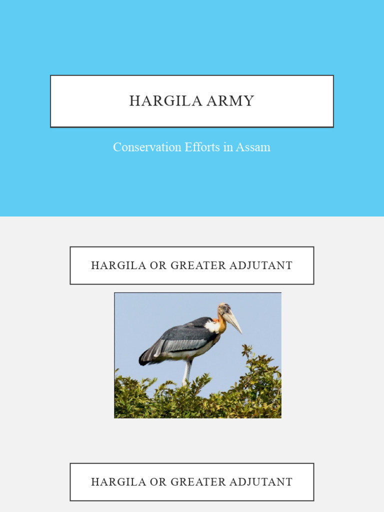 Hargila Army - Conservation Efforts in Assam | PDF
