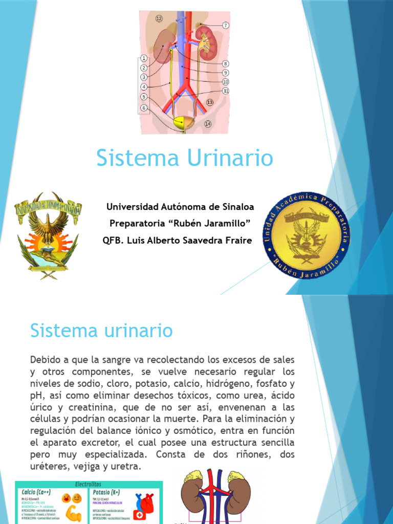 Sistema Urinario | PDF | Riñón | Sistema urinario