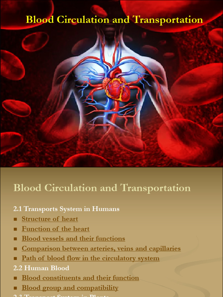 f3 - Chapter 2 Circulation & Transportation | PDF | Artery | Vein
