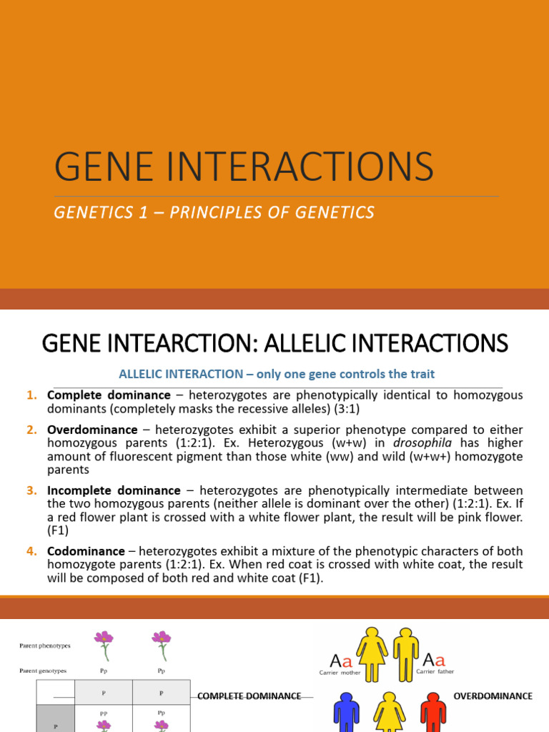 Gene Interactions | PDF | Dominance (Genetics) | Zygosity