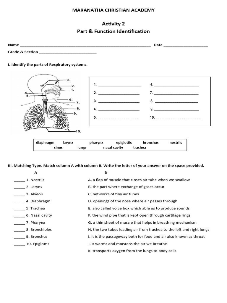 Kyle Lewis Pena - Activity 2 Part & Fuction Identification | PDF | Science & Mathematics