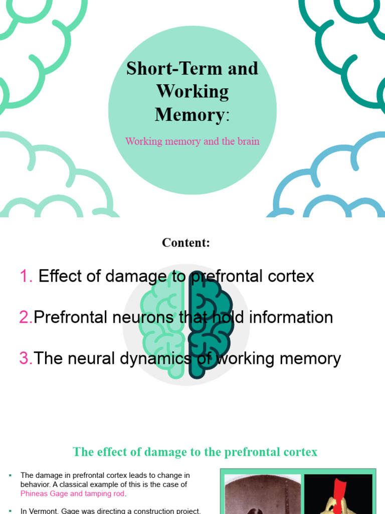 Chapter 5 Presentation Pdf Working Memory Prefrontal Cortex