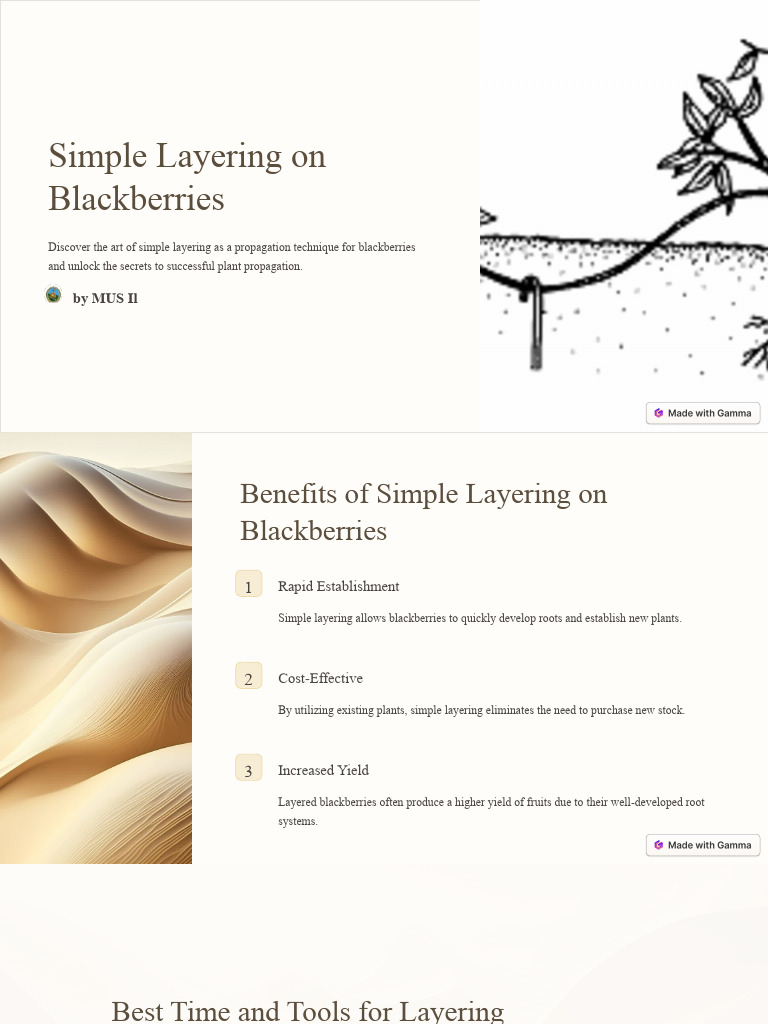 Simple Layering On Blackberries | PDF | Blackberry | Organisms