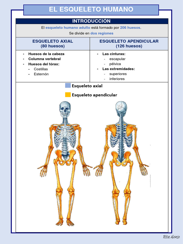 Ficha Aparato Locomotor | Descargar gratis PDF | Esqueleto | Anatomía ...