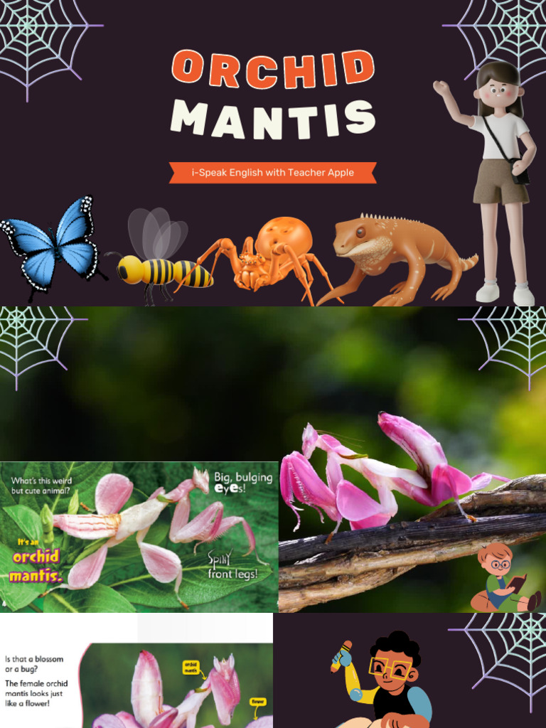 PDF - Orchid Mantis | PDF