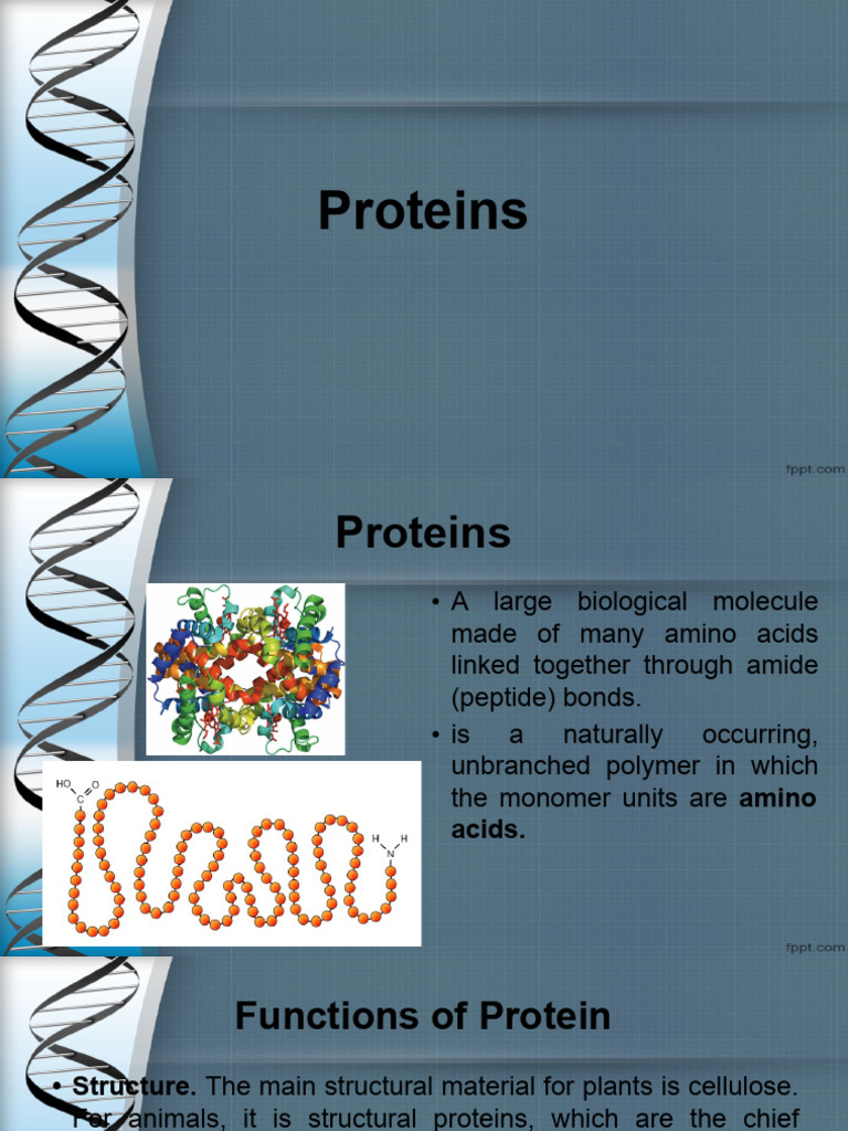 Biochem Proteins | PDF | Amino Acid | Alpha Helix