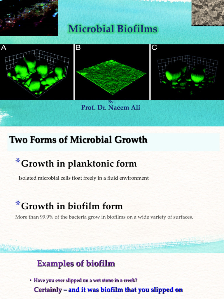 Introduction To Biofilms | PDF | Biofilm | Bacteria