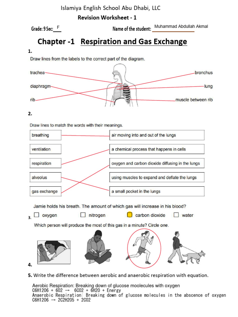 Grade 9 Chapter 1 Revision Worksheet - 1 | PDF | Respiratory System ... Grade 9 Chapter 1 Revision Worksheet - 1 | PDF | Respiratory System ...