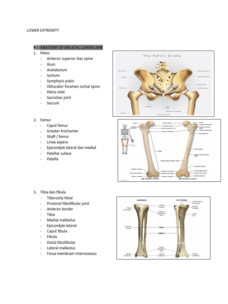 Lower Extremity | PDF
