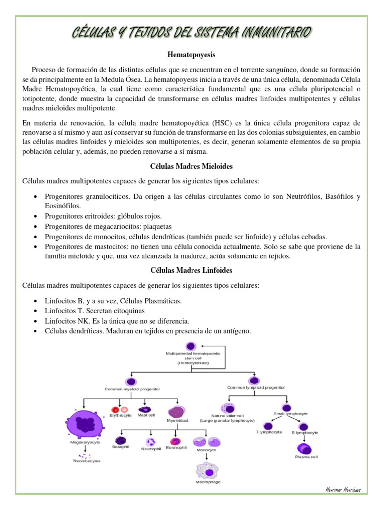 Células y Tejidos Del Sistema Inmunitario | PDF | Sistema inmune | Linfocitos