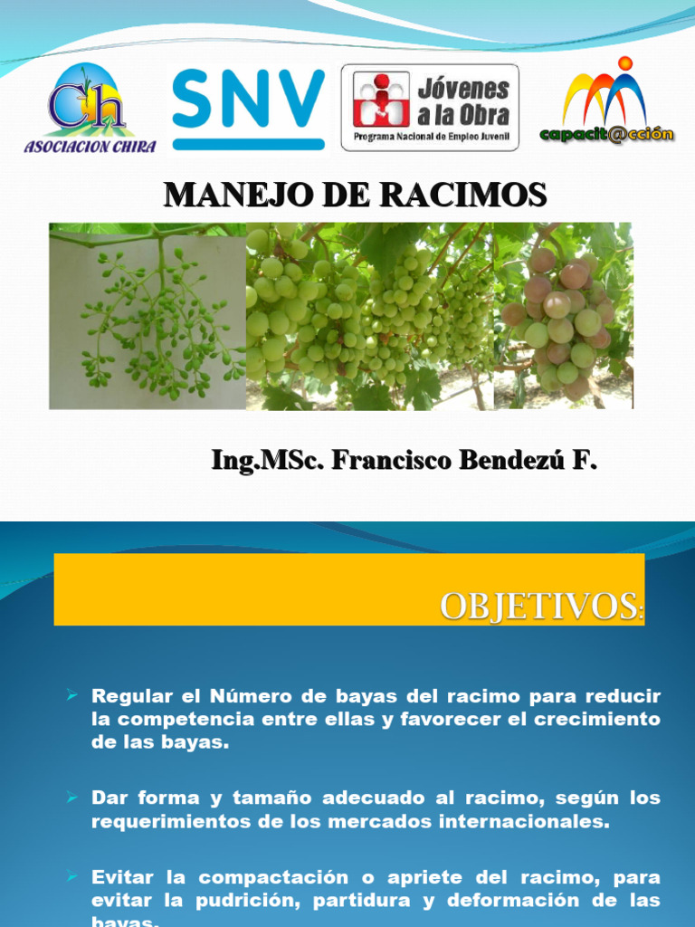 Manejo de Racimos | PDF | Hogar, jardinería y bricolaje
